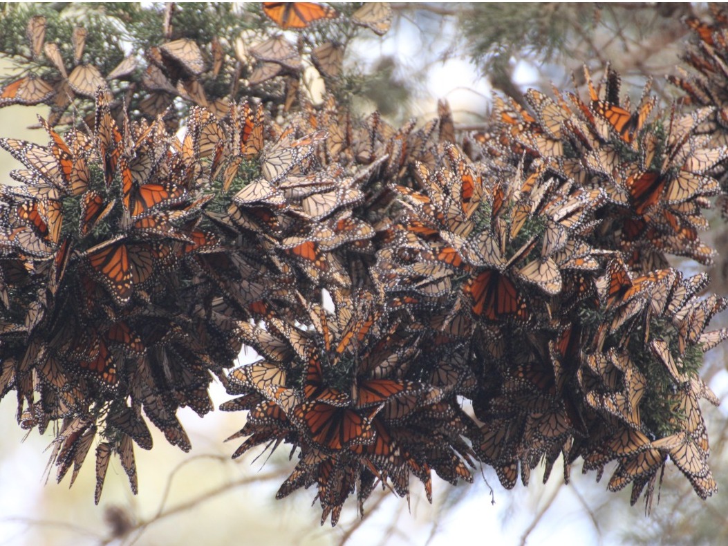 Integrated Monarch Monitoring Program