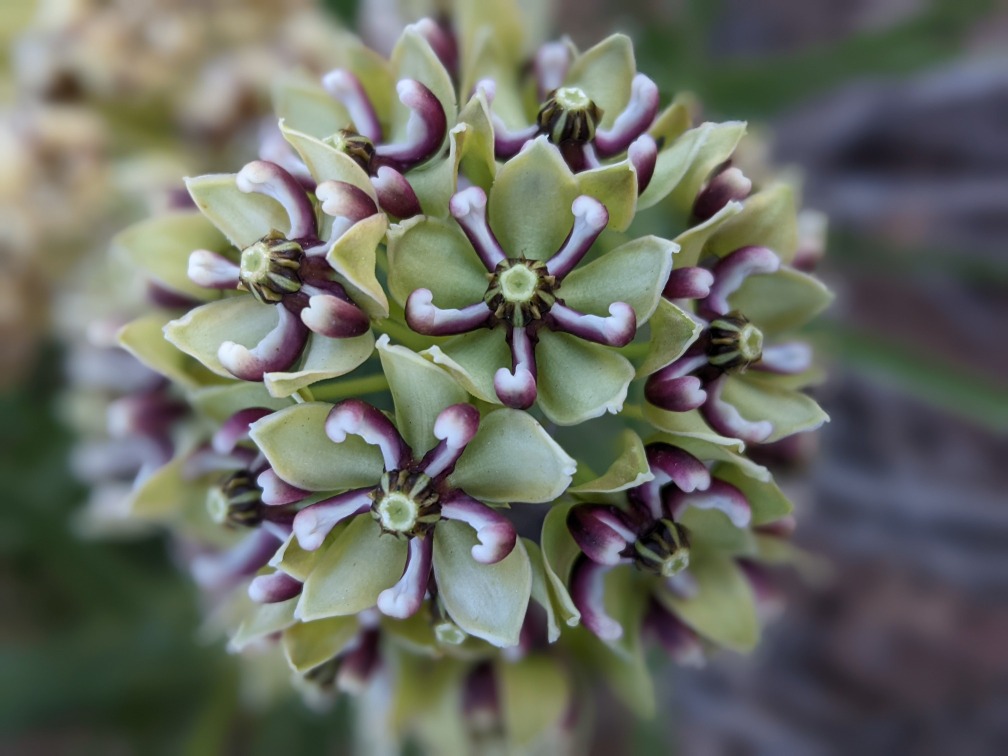 Integrated Monarch Monitoring Program