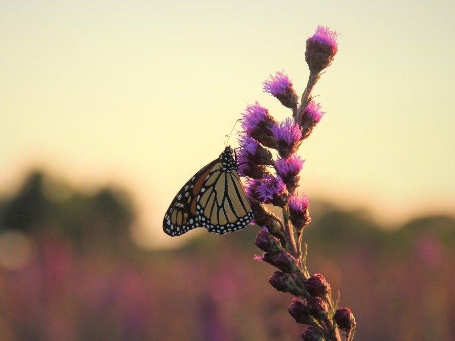 Integrated Monarch Monitoring Program