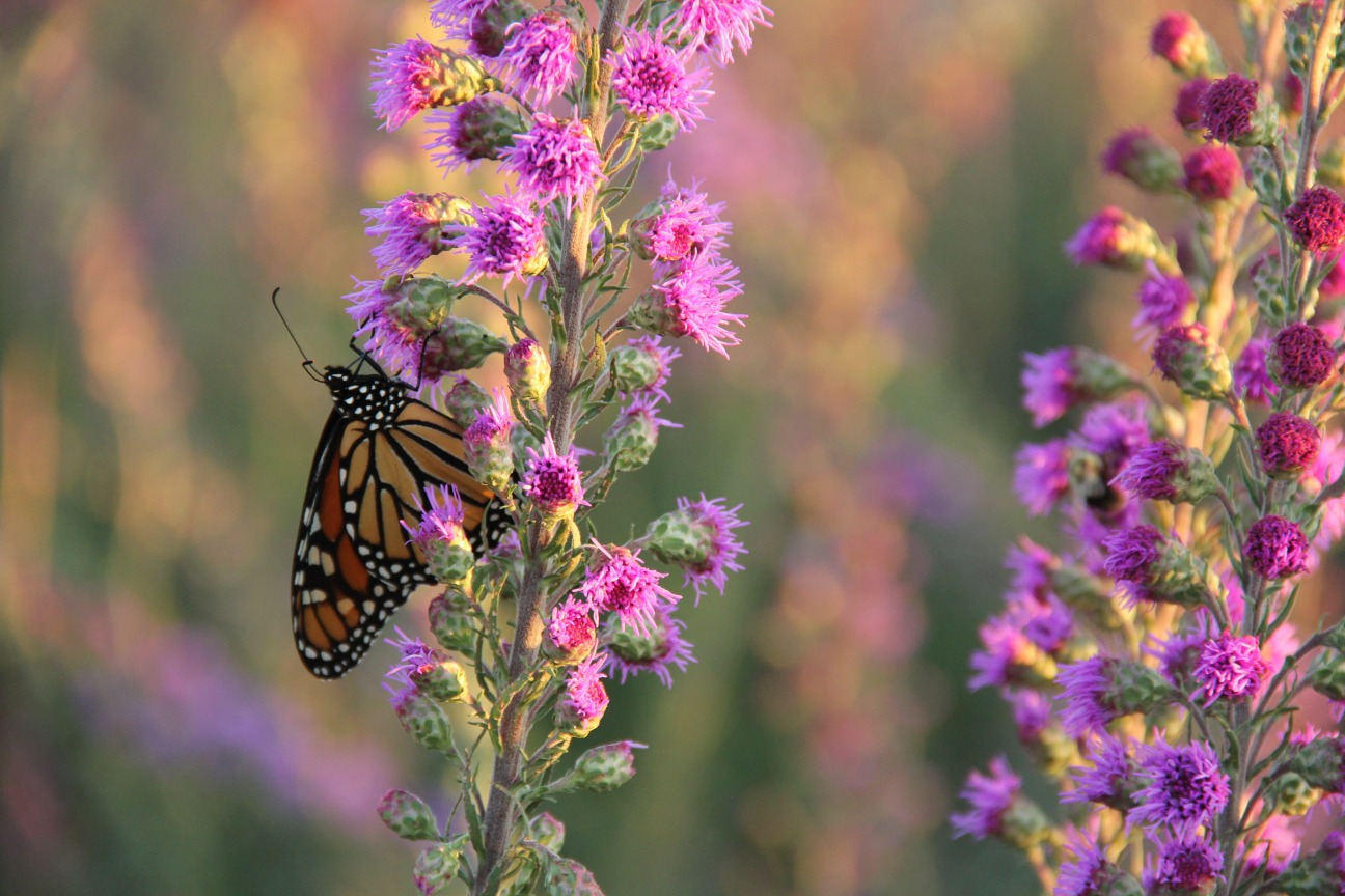 Monarch Joint Venture