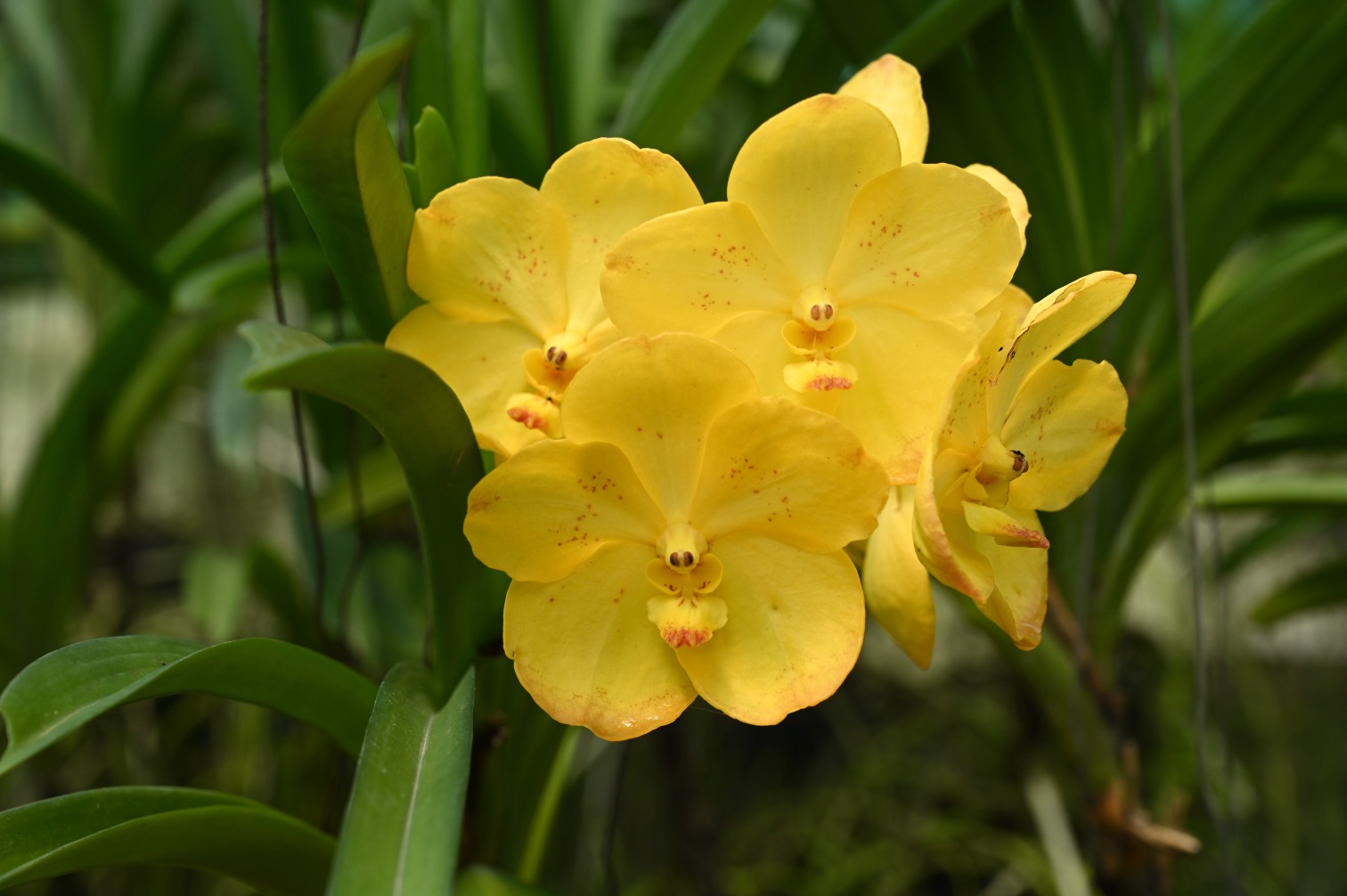 A Masterclass on Commercial Floriculture